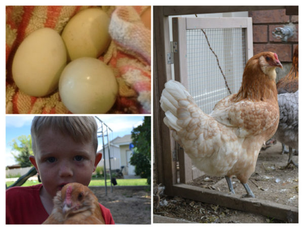 Egg-tastic Backyard Chickens for Beginners - Uplifting Mayhem