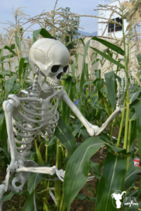 30 HILARIOUS "Elf on the Shelf" Ideas for your Halloween skeleton ...