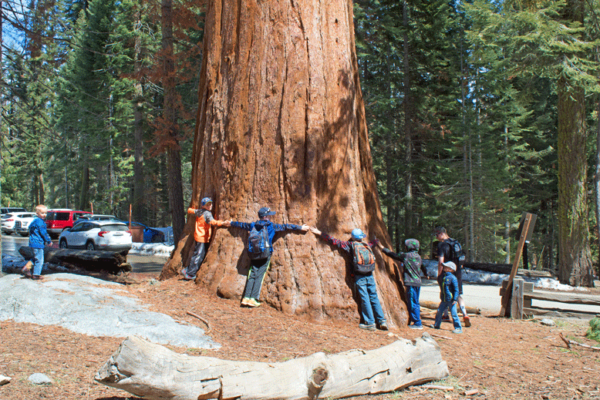 Treehugger - Uplifting Mayhem