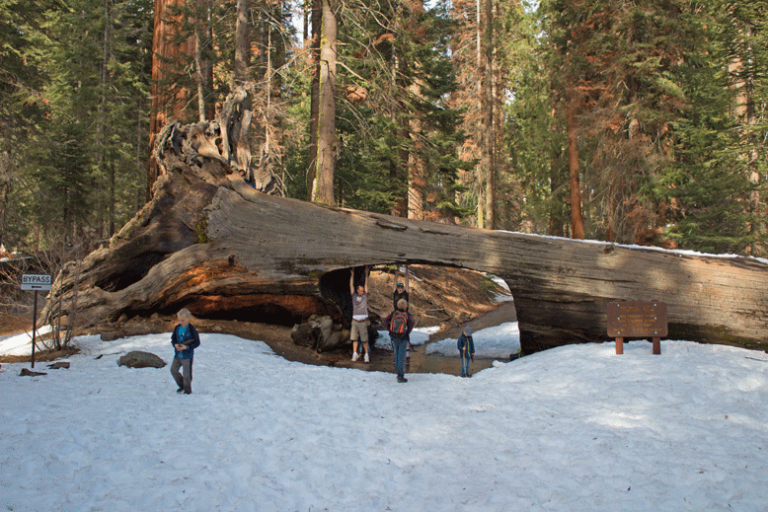 The Ultimate Sequoia National Park Traveling Guide - Uplifting Mayhem
